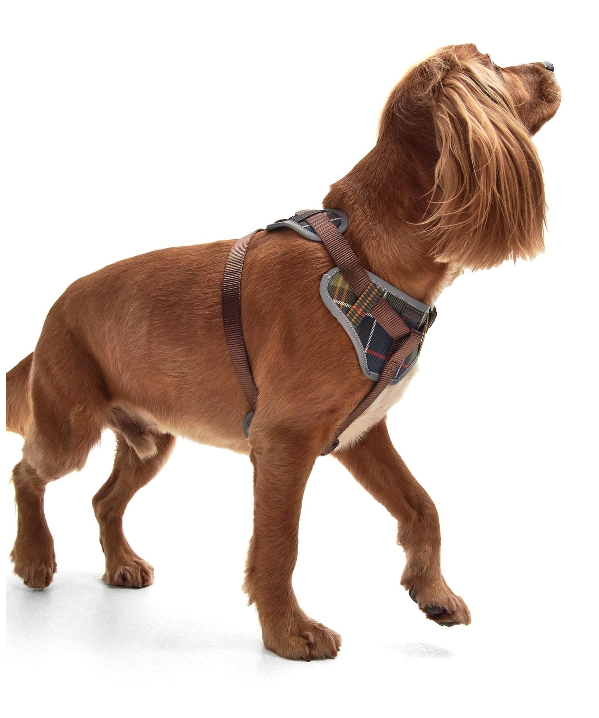 Barbour Fully Adjustable Padded Dog Harness