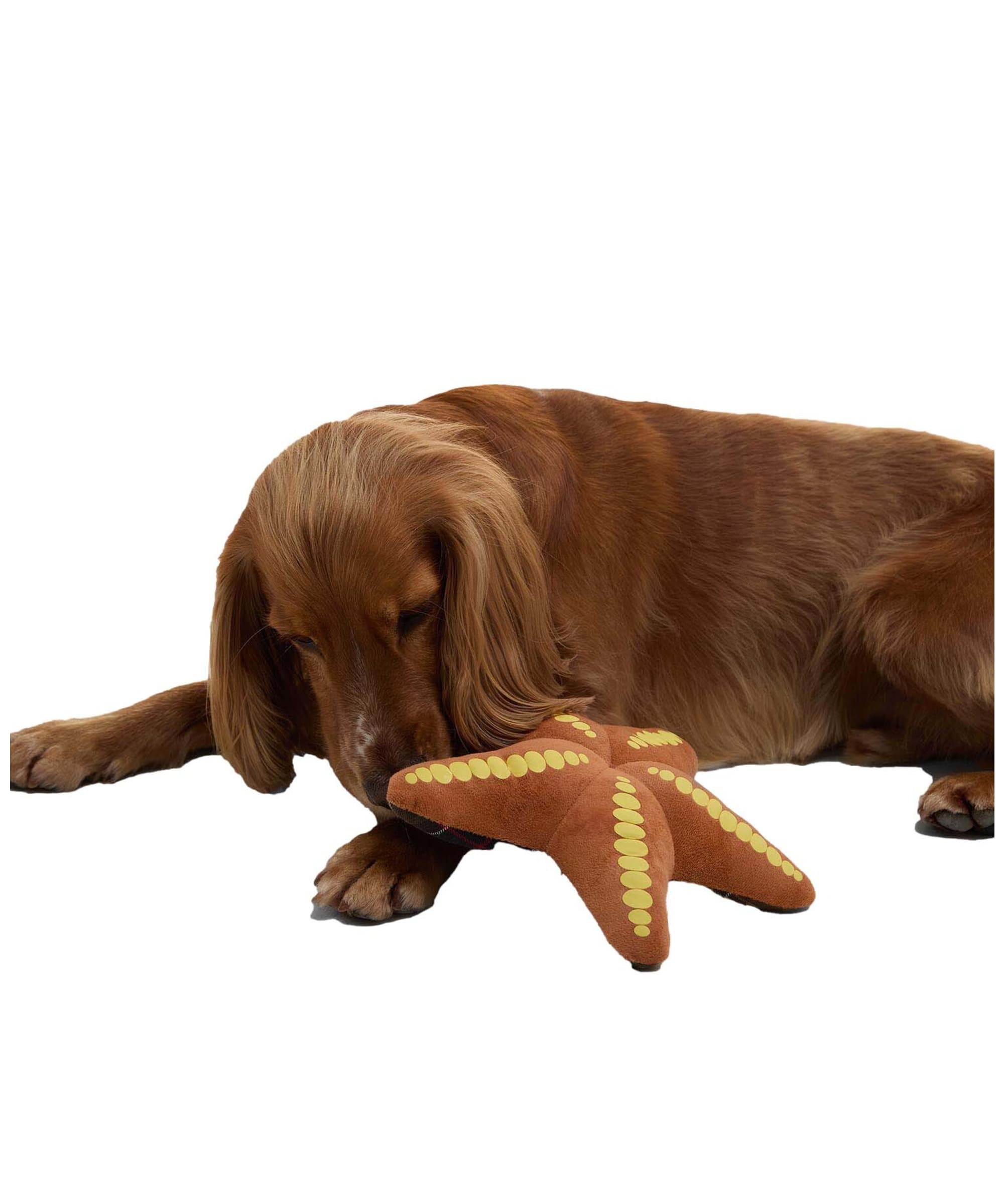 Barbour Starfish Dog Toy